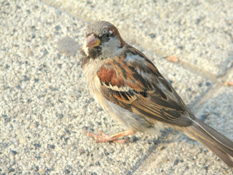 Small Sparrow stock image. Image of avian, beak, adorable - 44284179