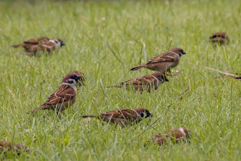 Two Small Sparrows Sitting on the Wire and Looking in the Same D Stock ...