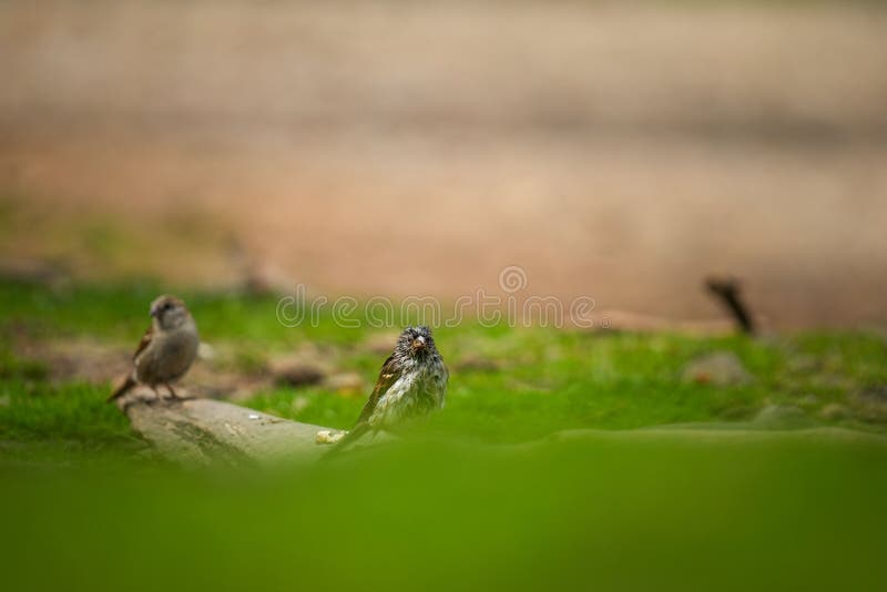 Small Sparrows Standing on Timber in the Field, Selective Focus, Close ...