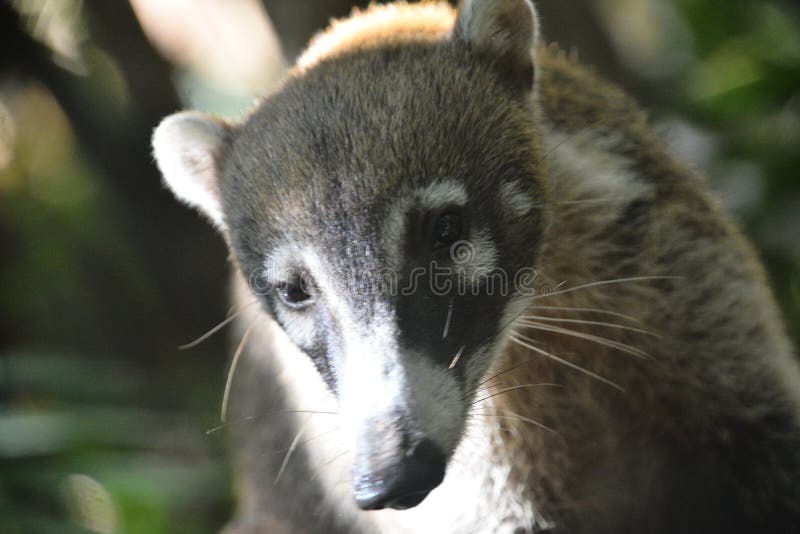 Small Specimen of Coati Climbs Trees 3 Stock Image - Image of coati ...