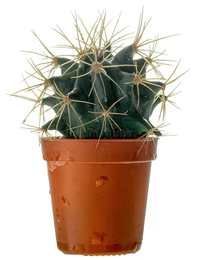 Small Spherical Spiny Cactus in a Plastic Pot Stock Photo - Image of ...
