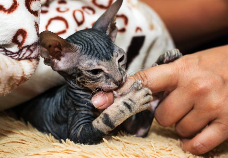 Velour Sphinx Cat Stock Photos - Free & Royalty-Free Stock Photos from ...