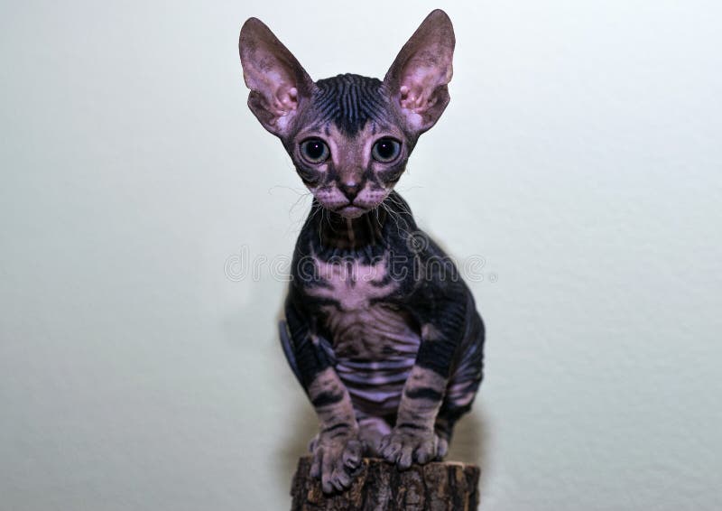 Velour Sphinx Cat Stock Photos - Free & Royalty-Free Stock Photos from ...