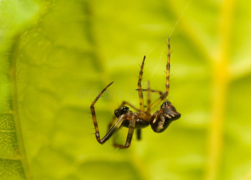 Small spider stock image. Image of brown, natural, wildlife - 31076227