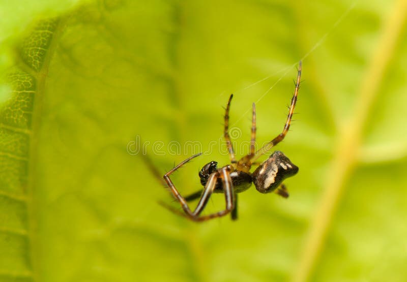 Small spider stock photo. Image of leaf, nature, danger - 31077186
