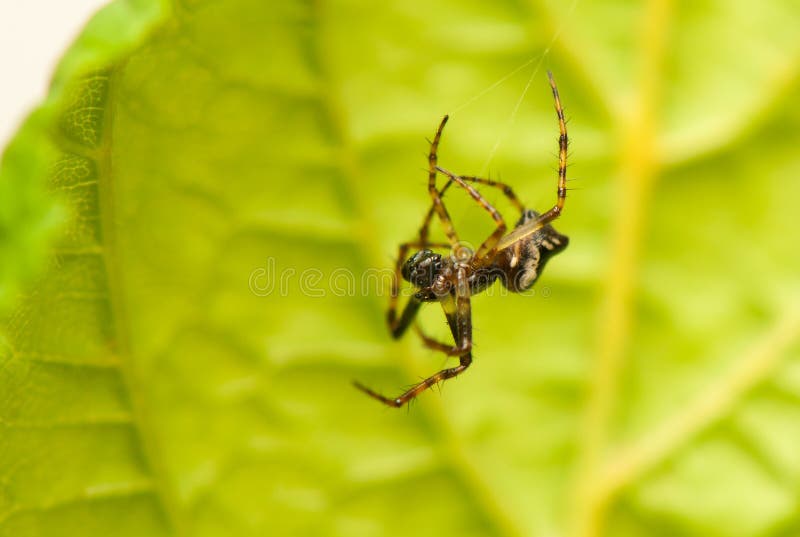 Small spider stock photo. Image of natural, danger, animal - 31077188