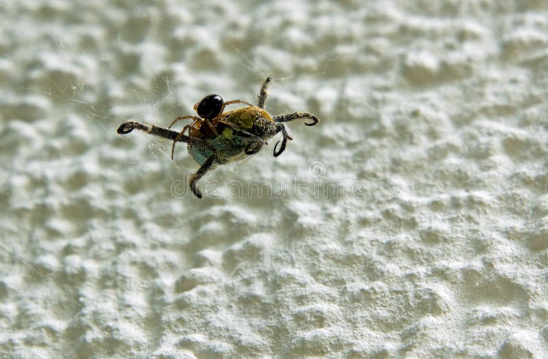 A Small Spider and the Big Prey Stock Photo - Image of runs, macro ...
