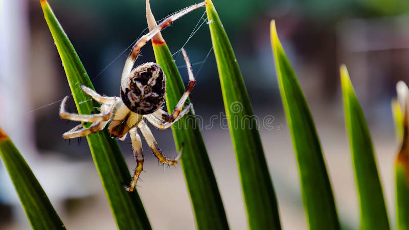 A Small Spider is Building a Nest Stock Image - Image of lightweight ...