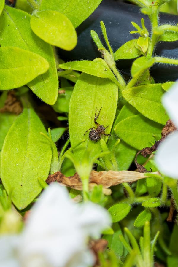A Small Spider in a Bush Leaf 2 Stock Photo - Image of invertebrate ...