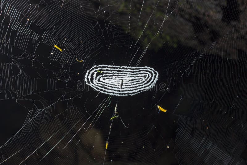 Small Spider in the Center of a Spider Web Stock Photo - Image of ...