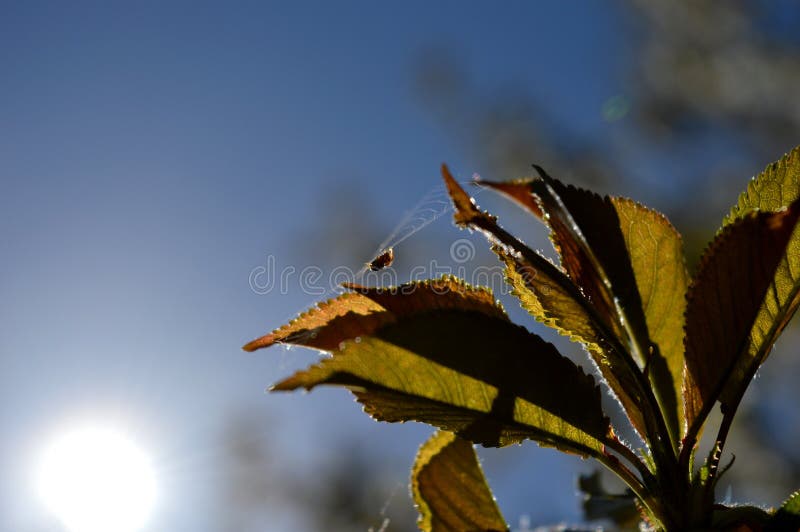 Small Spider on a Cherry Tree Stock Image - Image of flower, plant ...