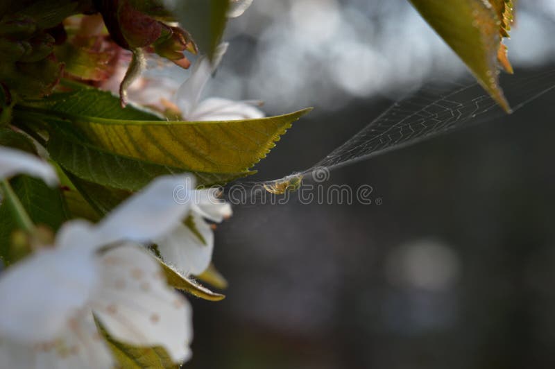 Small Spider on a Cherry Tree Stock Image - Image of blossoms, small ...