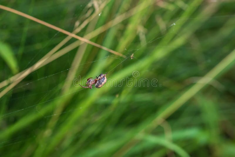 A Small Spider Climbs in a Cobweb that is on the Grass Stock Image ...