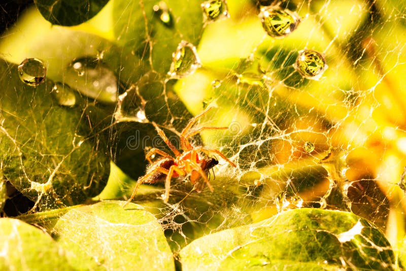 A Small Spider in a Cobweb in Green Foliage. Raindrops Stock Image ...