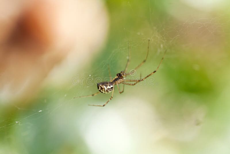Small Spider on a Cobweb Spiderweb in Summer Stock Photo - Image of ...