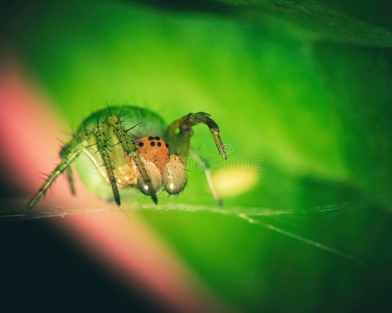 Small Spider on a Cobweb between Two Plants Stock Photo - Image of ...