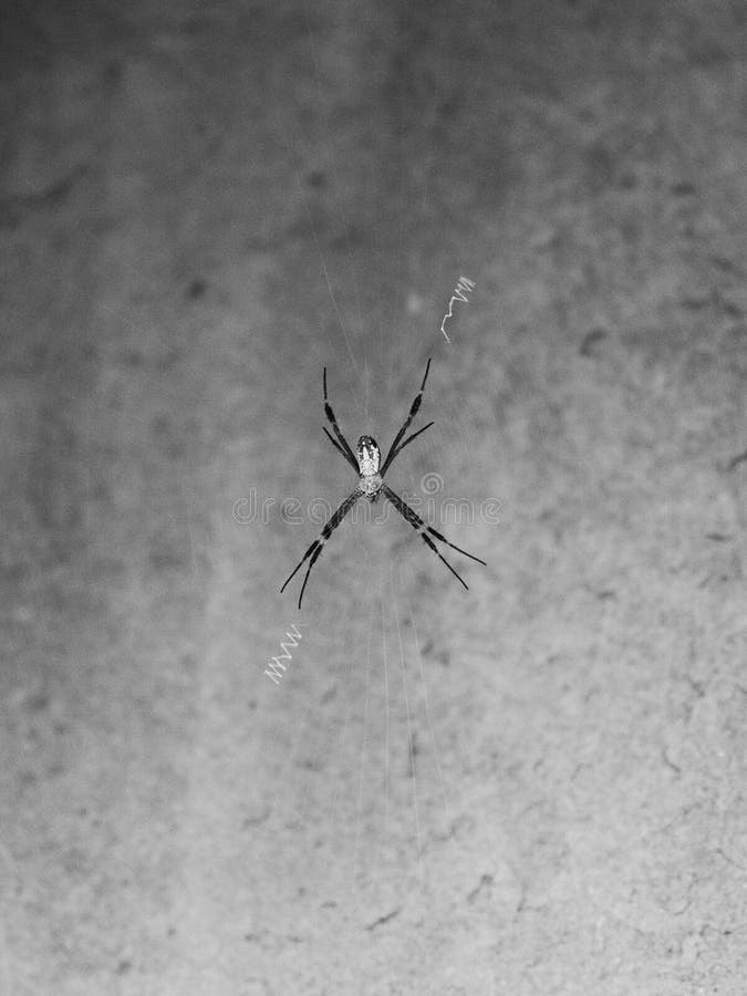 A Small Spider Comfortably Seated at the Center of Its Web Stock Image ...