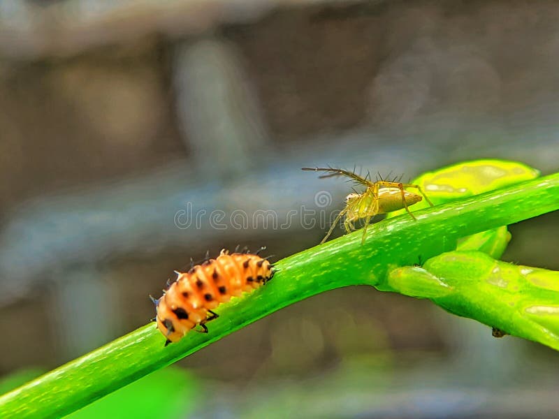 Small Spider Confronts Pupa Larvae Stock Photo - Image of spider ...
