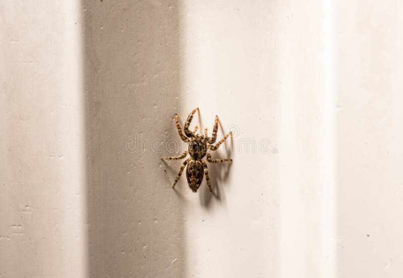 Small Spider in the Corner of a Room.. Stock Photo - Image of orange ...