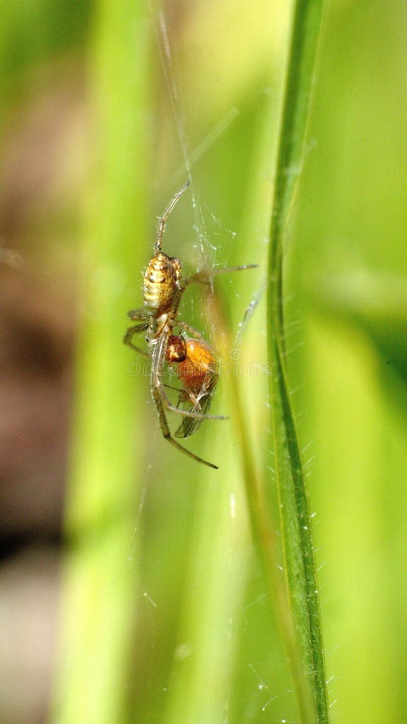 Small Spider Eating a Tiny Fly Stock Image - Image of nature, ecuador ...