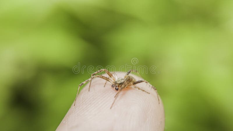Spider on Man s Finger stock image. Image of crawl, micro - 2434989