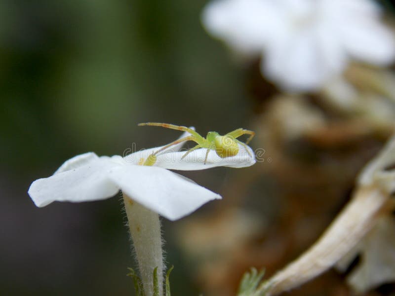 Small spider on a flower stock image. Image of animal - 126564193