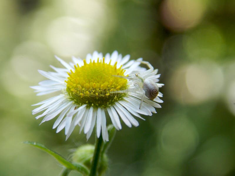 Small spider stock image. Image of nature, flower, little - 103344127