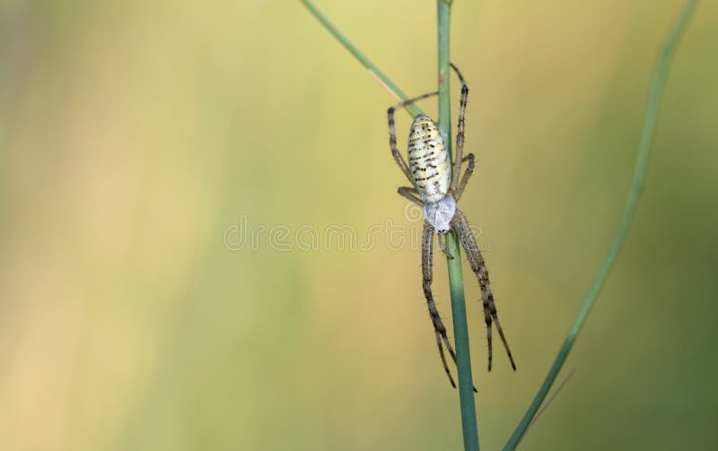 A Small Spider from the Genus Argiope, Hangs on a Blade of Grass ...