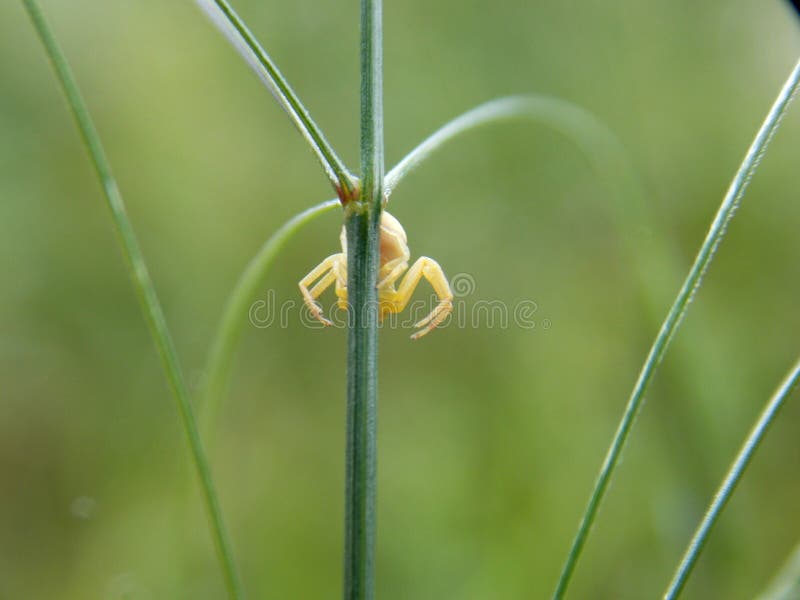 Small spider on grass stock photo. Image of spider, nature - 118095304