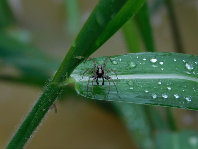 A Small Spider on the Grass Stock Photo - Image of light, insect: 160787888