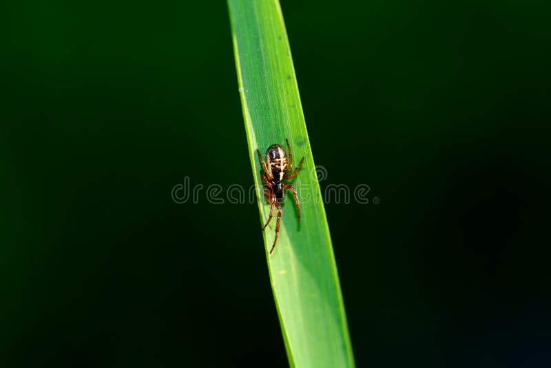 A small spider stock photo. Image of spider, nature, grass - 55149364