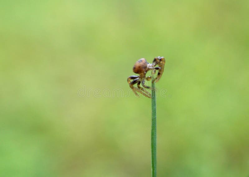 Spider on grass stock image. Image of macro, green, drop - 114658451