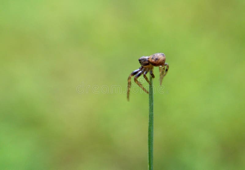 Small Spider on Green Grass Stock Image - Image of nature, insect ...