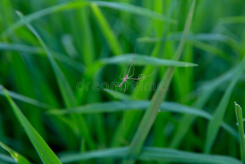 Spider in the Middle of Green Rice Fields Stock Photo - Image of ...