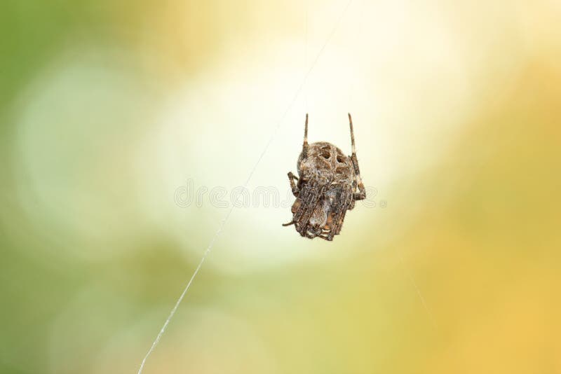 Small Spider Hanging on Cobweb Stock Image - Image of autumn, macro ...