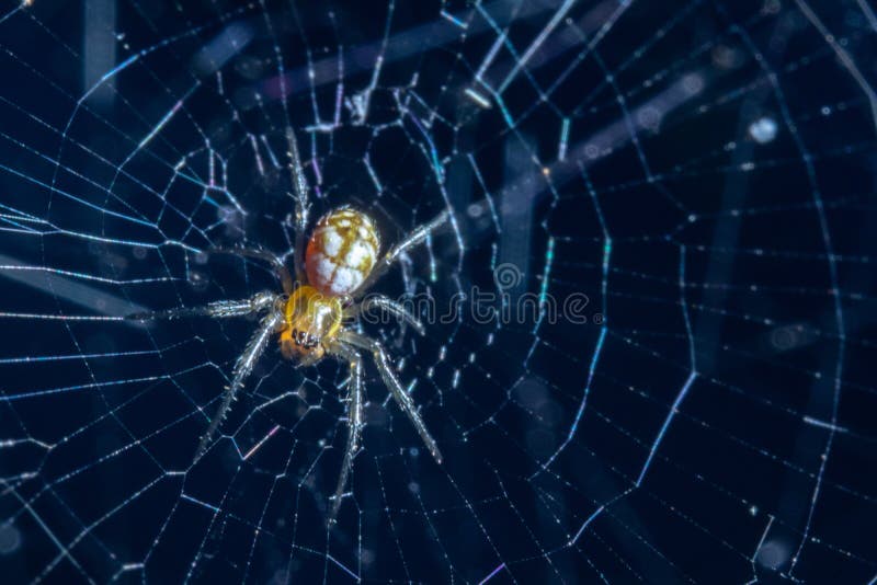 A Small Spider Hanging on Its Web Stock Image - Image of garden, spider ...