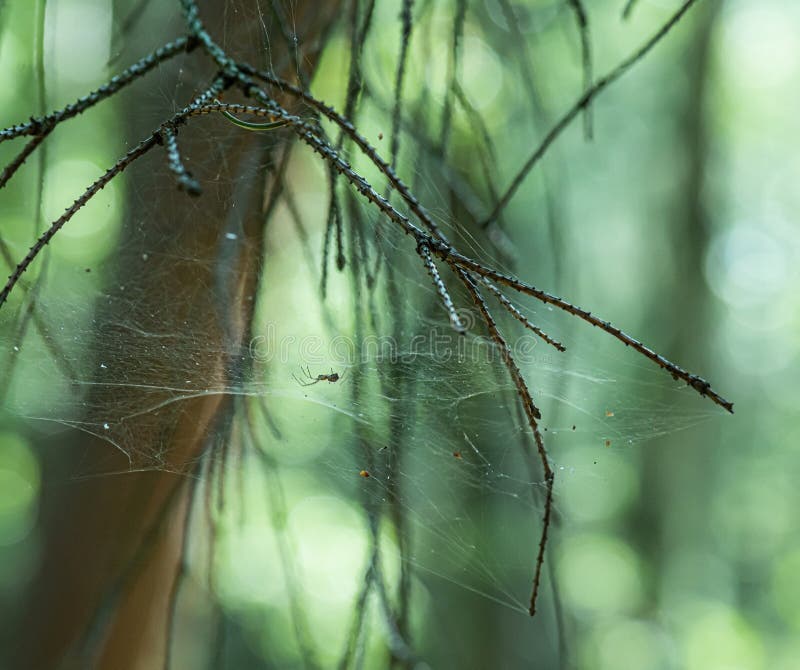 A Small Spider Hanging Upside Down in Its Net in the Woods.. Stock ...