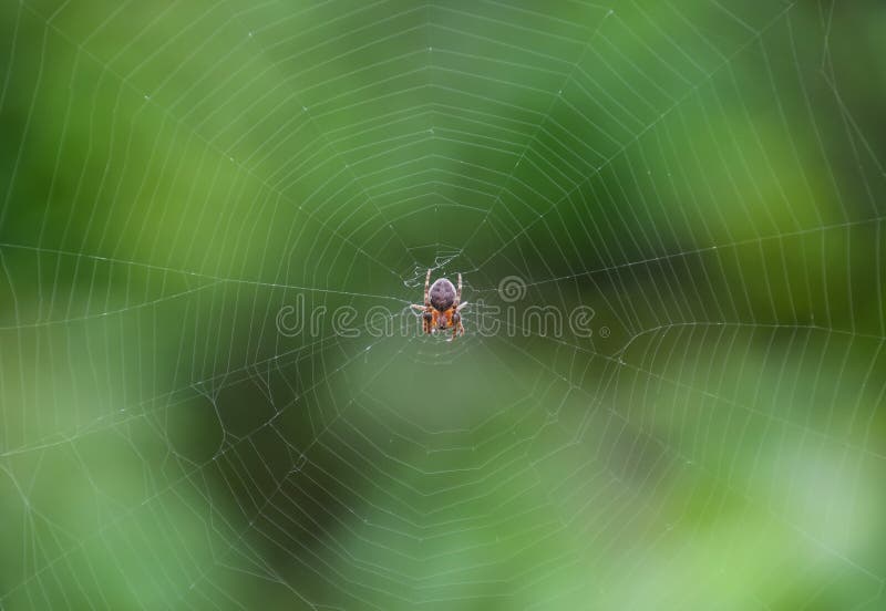 Small Spider in His Web of Araneus. Lovcen Spider Network Stock Image ...