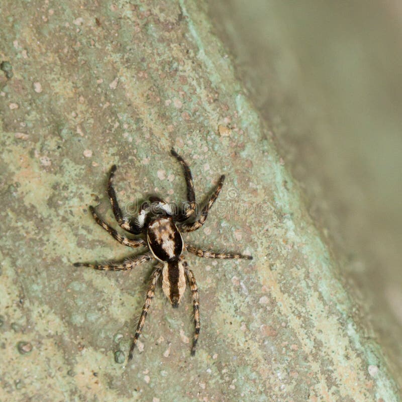 Small spider hunting stock photo. Image of brown, animal - 27340396