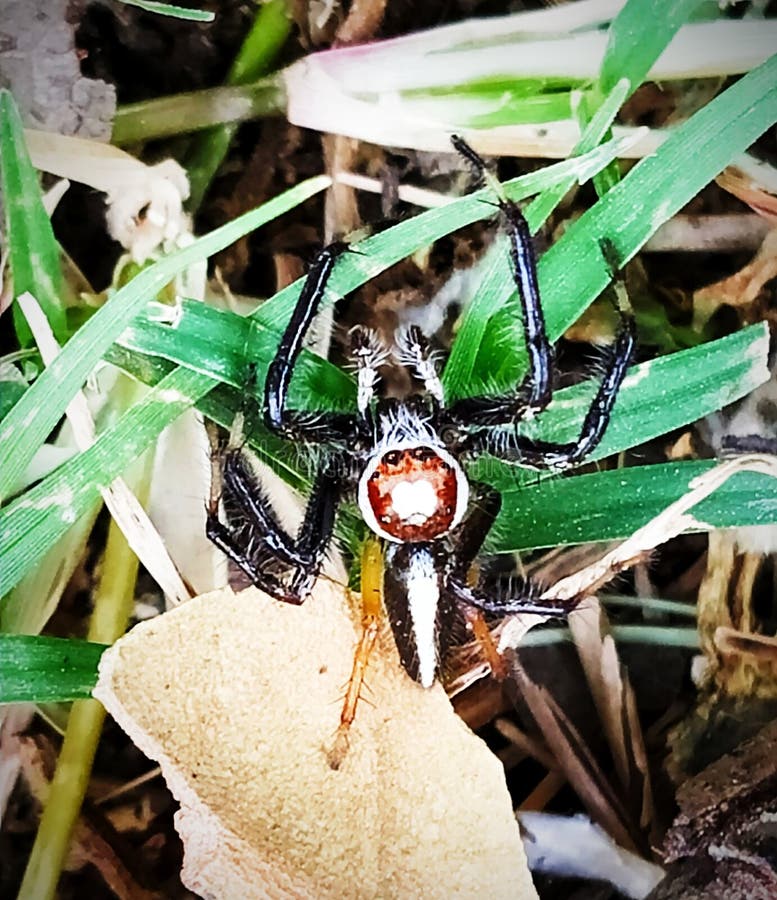 Small spider insect stock image. Image of beetle, animal - 178954681