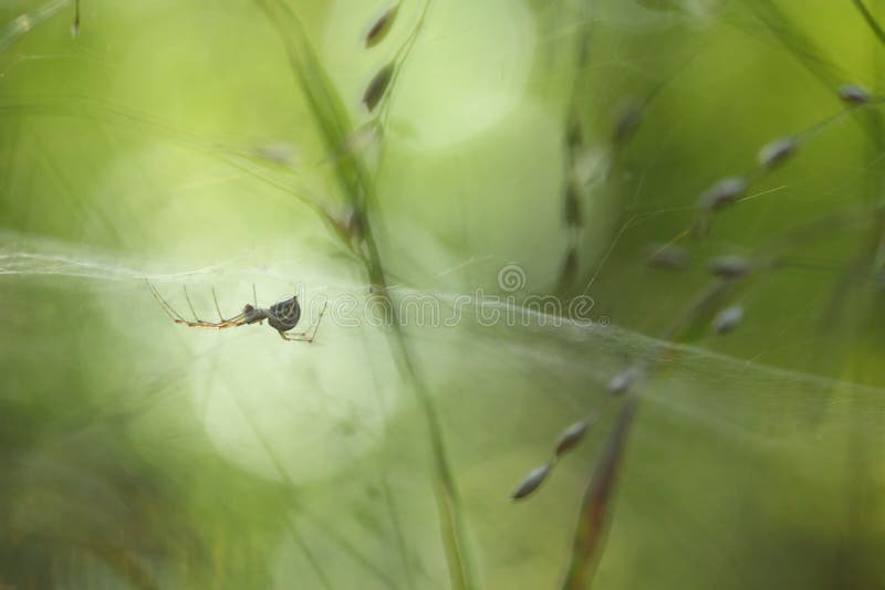 Small Spider In Center Of Web Covered With Fog Drops. Stock Image ...