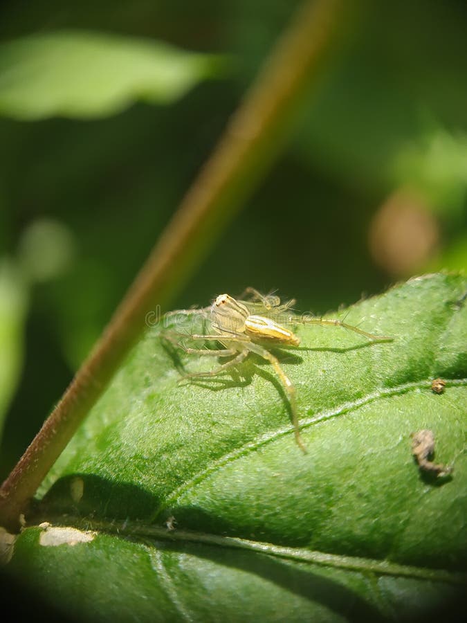 Small Spider in Leaf Naturall Stock Photo - Image of leaf, spider ...