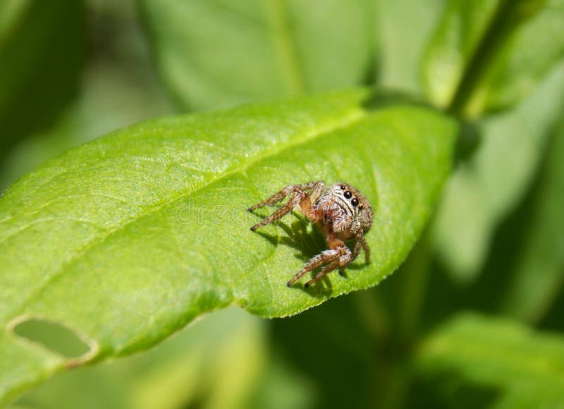Spider on the list stock image. Image of spider, list - 120046937