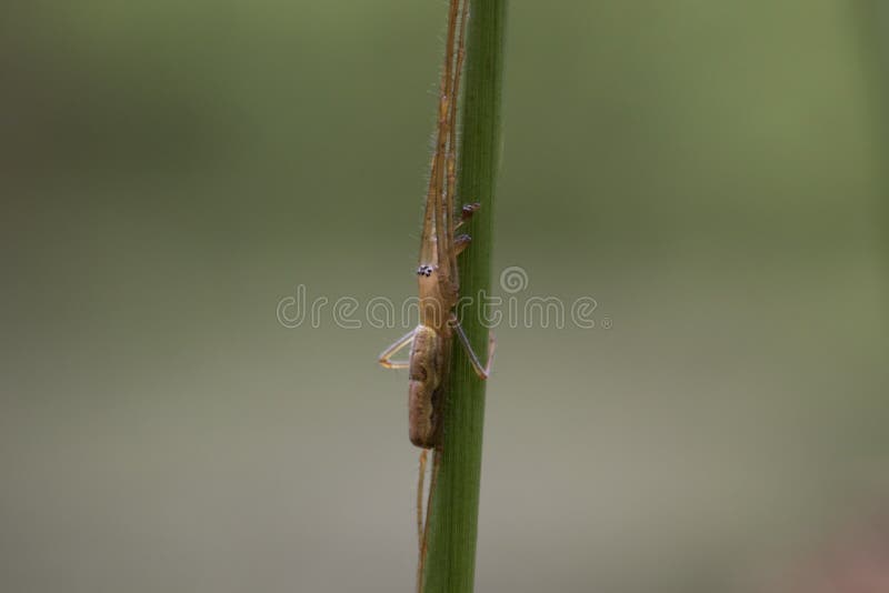 Small Spider with Long Legs Resting on Reed Stock Photo - Image of eyes ...