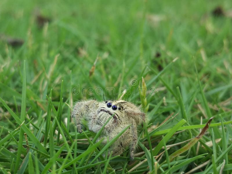 Small Spider Lost in the Grass Stock Image - Image of wildflower ...
