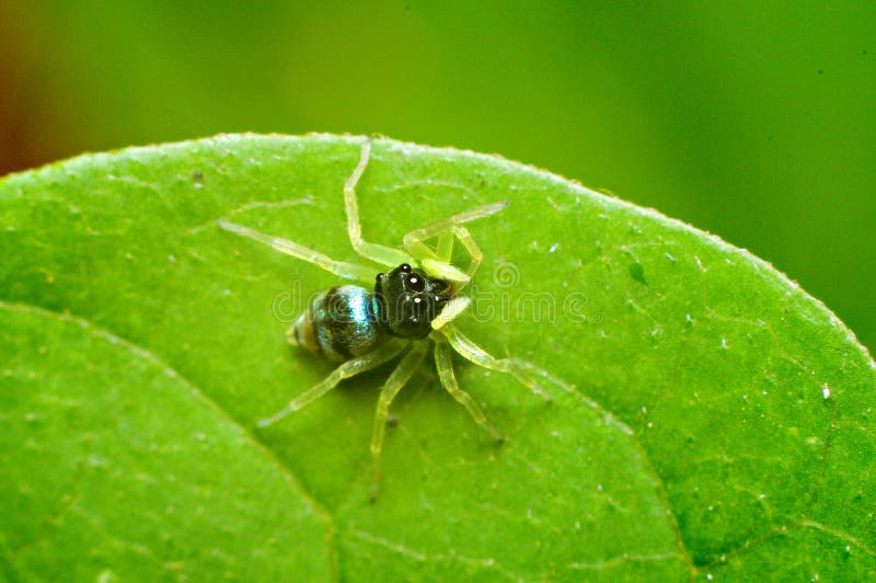 Small spider stock image. Image of arthropod, yellow - 35140565