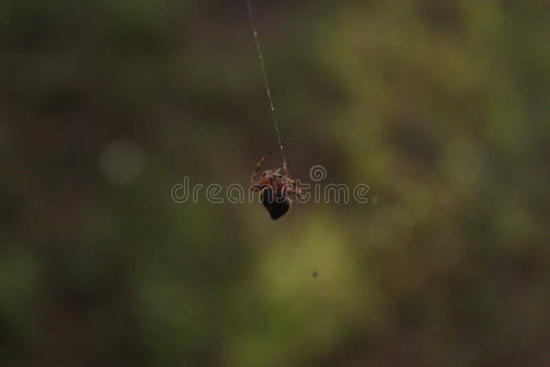 A Spider Making Web in the Garden Stock Image - Image of pattern, close ...