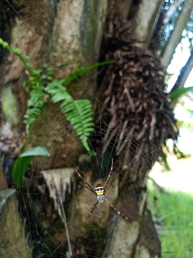 A Small Spider Nesting in a Palm Tree Stock Image - Image of small ...