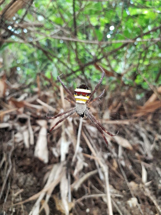 A Small Spider that Nests in the Thick of Trees Stock Photo - Image of ...