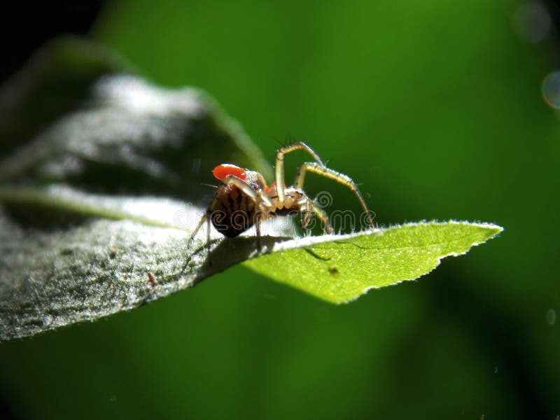 Small Spider with a Parasite on a Green Leaf Stock Image - Image of ...